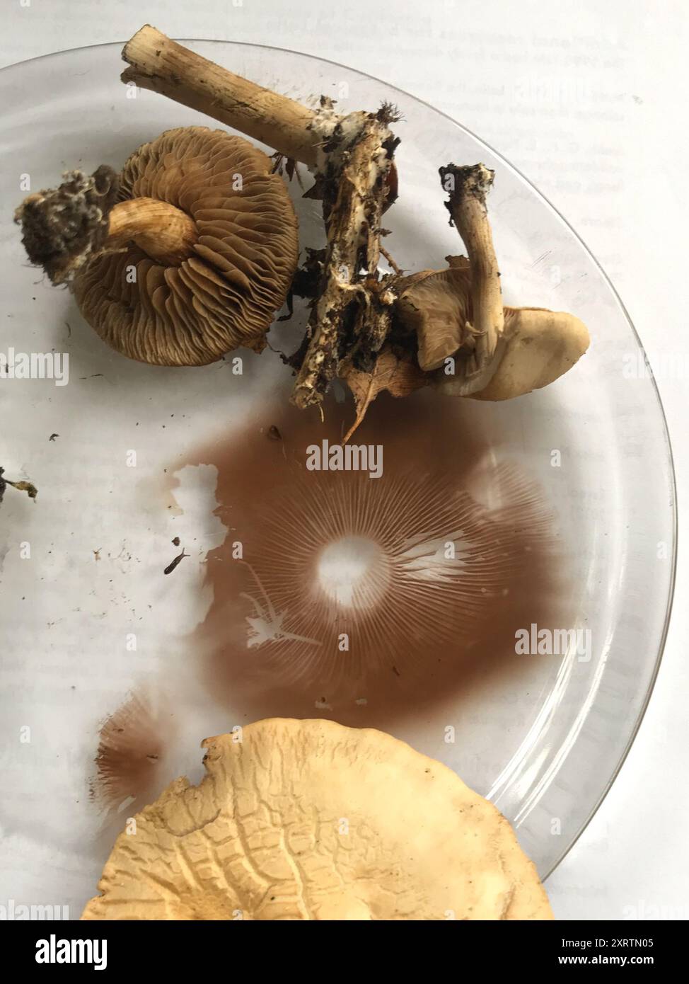 Mulch Fieldcap (Agrocybe putaminum) Fungi Stock Photo - Alamy