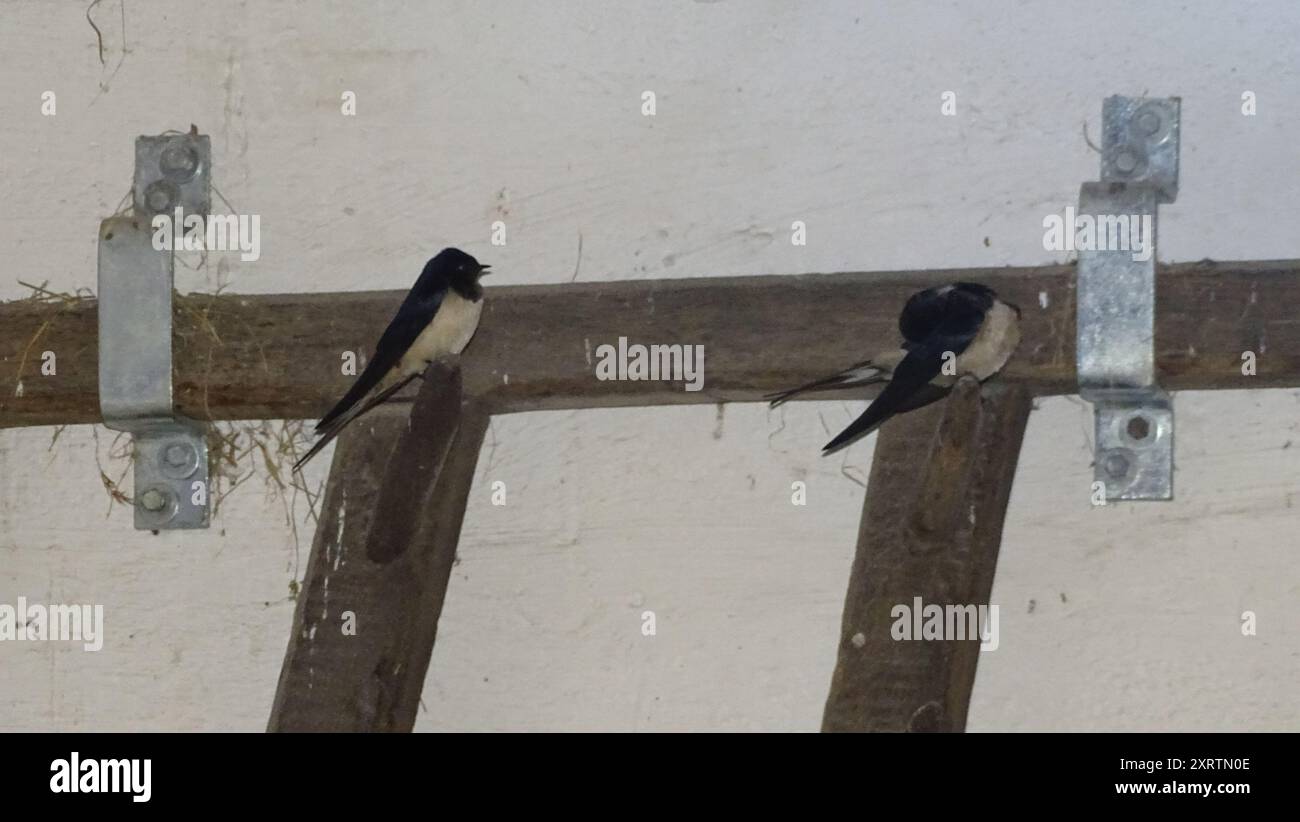 White-bellied Barn Swallow (Hirundo rustica rustica) Aves Stock Photo ...