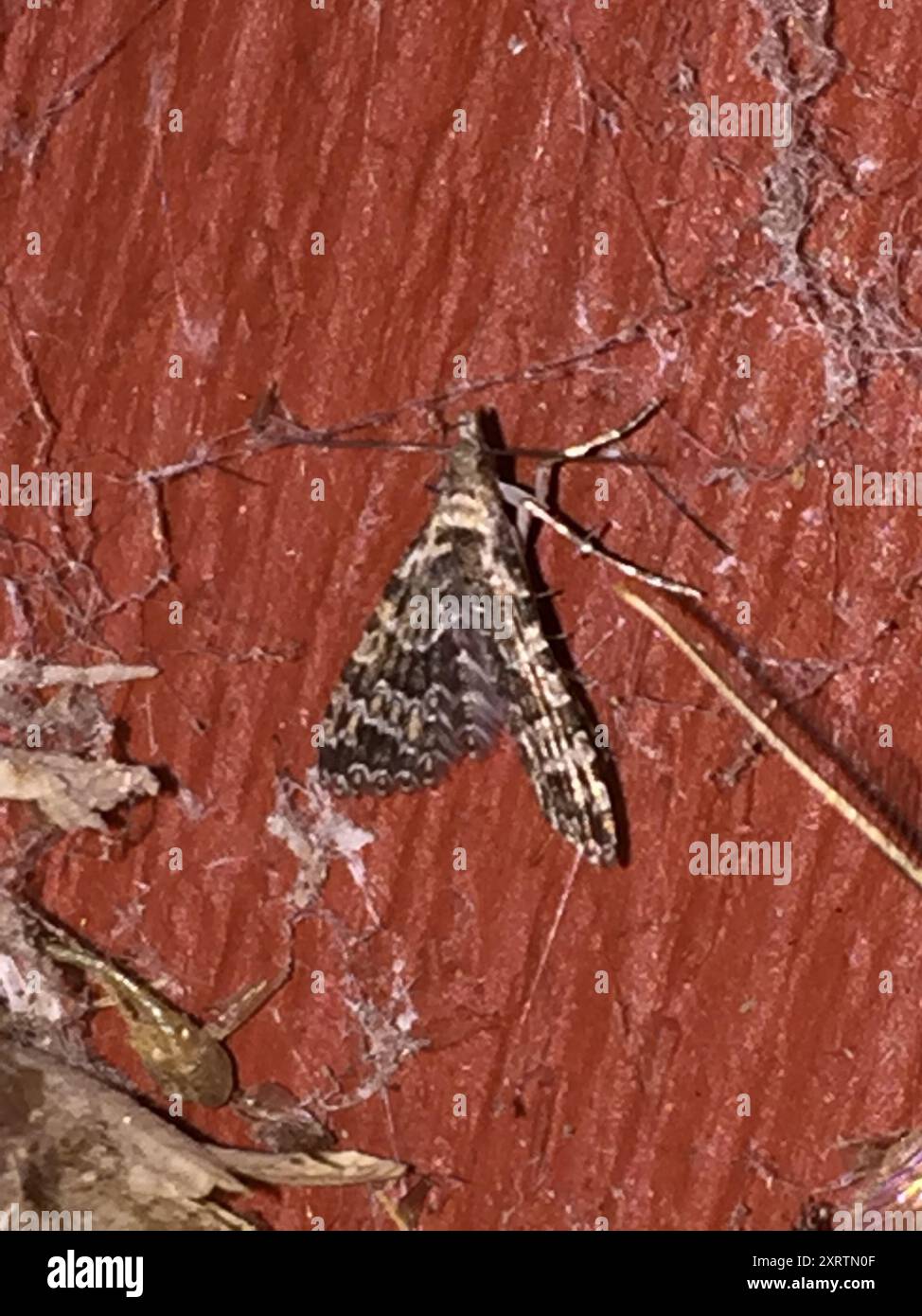 Montana Six-plume Moth (Alucita montana) Insecta Stock Photo - Alamy