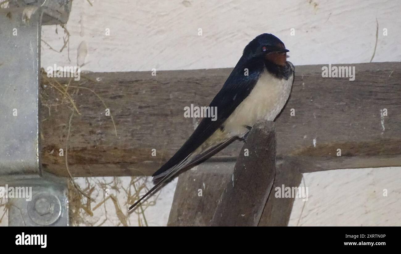 White-bellied Barn Swallow (Hirundo rustica rustica) Aves Stock Photo ...