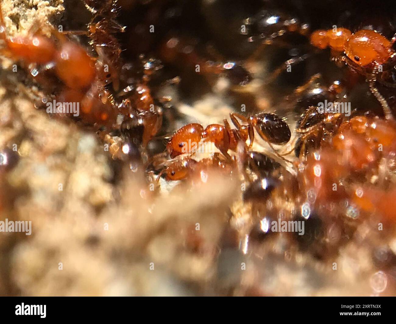Southern Fire Ant (Solenopsis xyloni) Insecta Stock Photo - Alamy