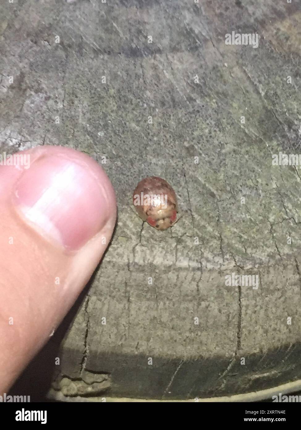 Eucalyptus Tortoise Beetle (Paropsis charybdis) Insecta Stock Photo - Alamy