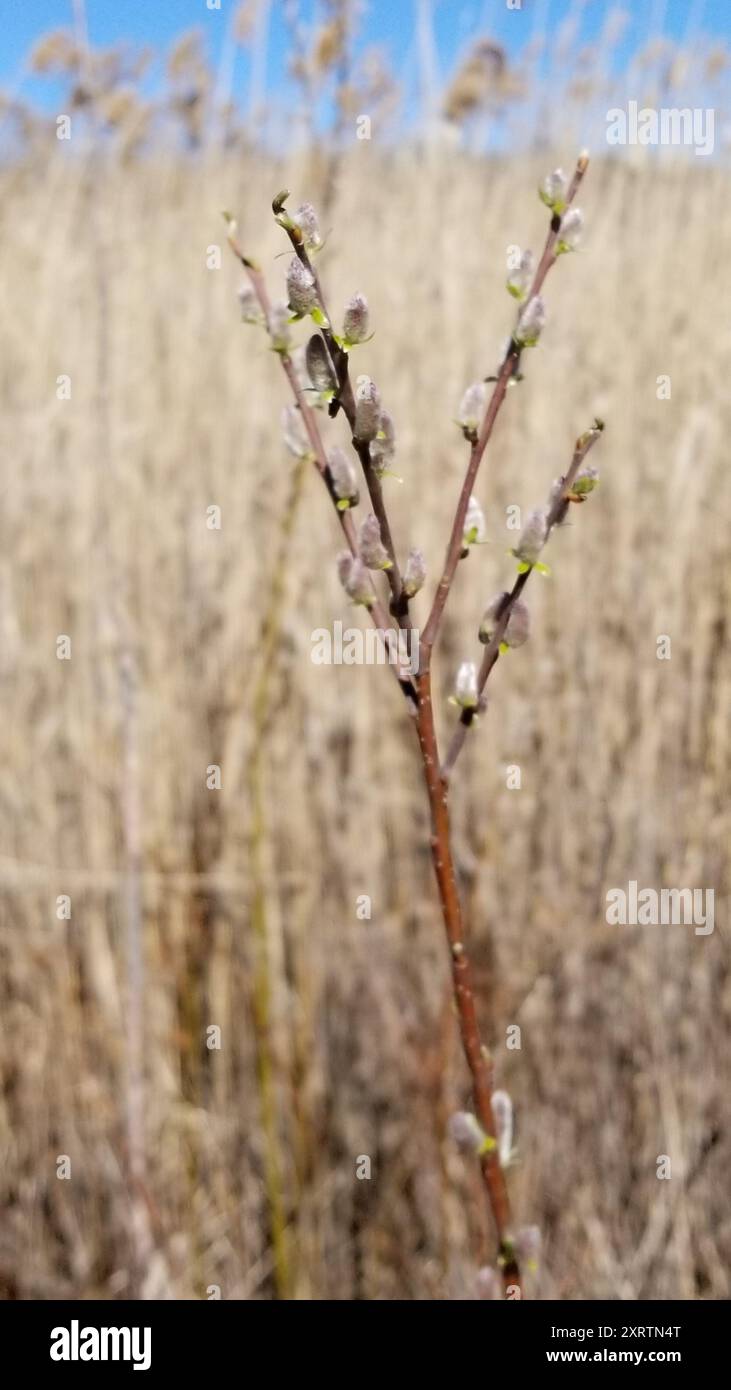 pussy willow (Salix discolor) Plantae Stock Photo - Alamy