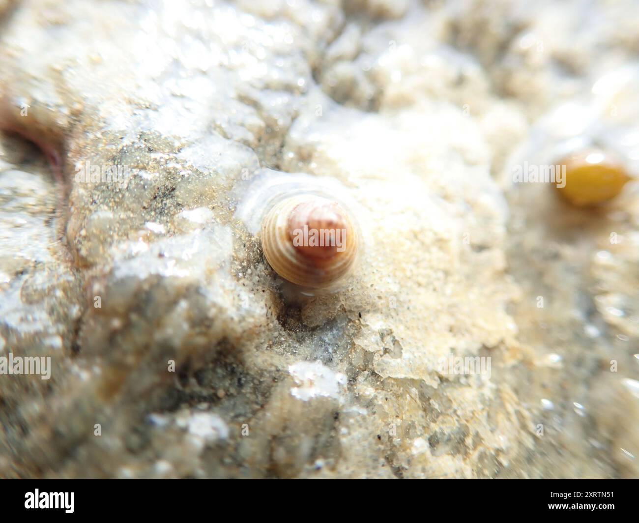Globe Snails (Margarites) Mollusca Stock Photo - Alamy