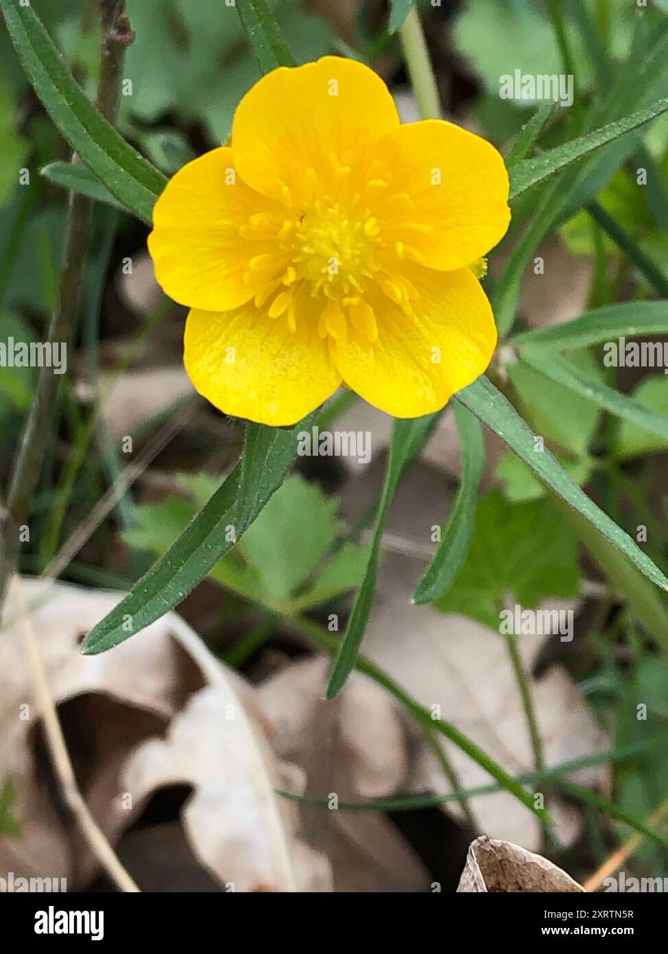 Goldilocks Buttercup (Ranunculus auricomus) Plantae Stock Photo - Alamy