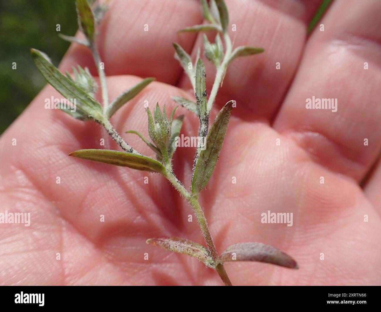 slender phlox (Microsteris gracilis) Plantae Stock Photo - Alamy