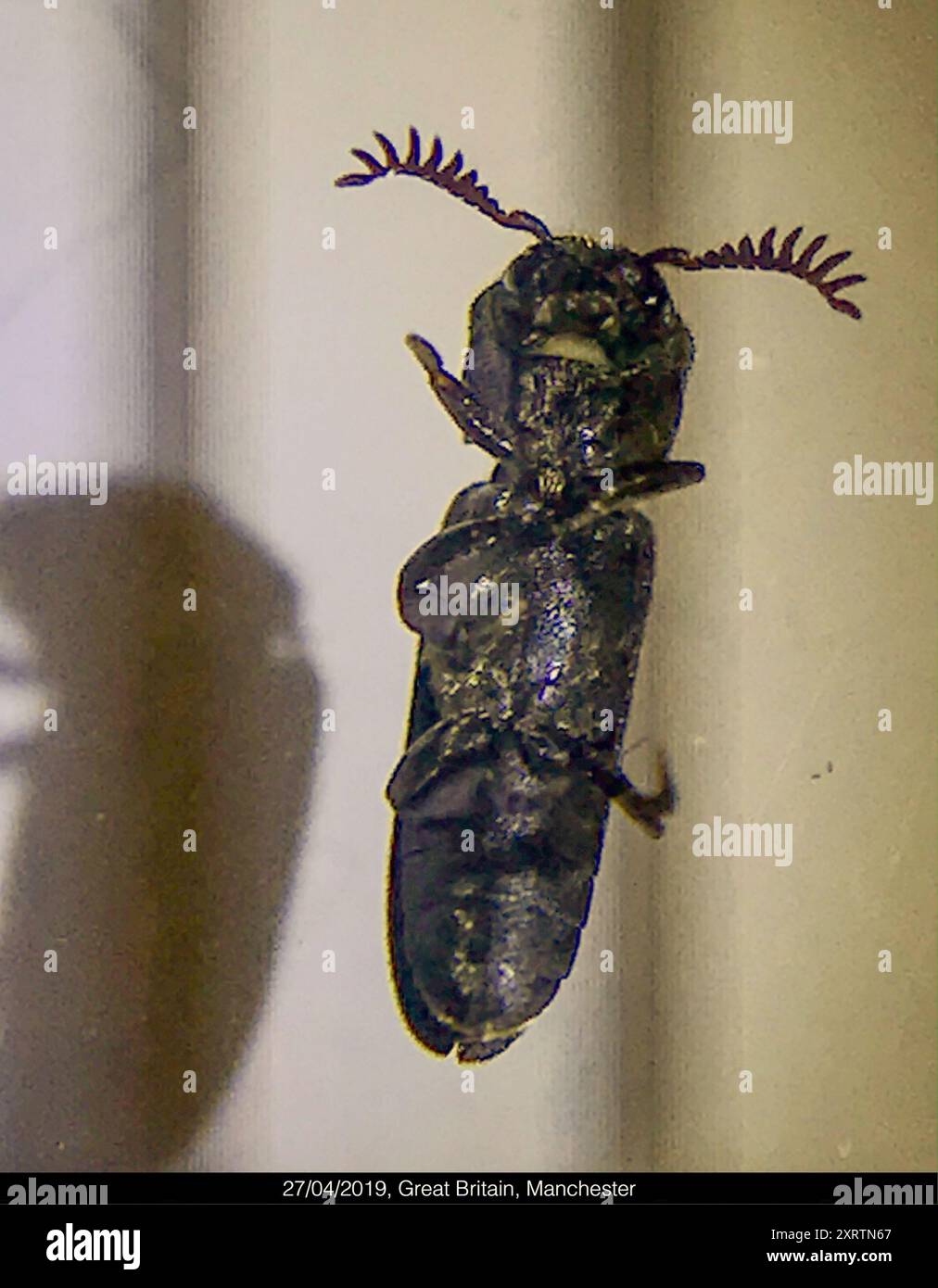 Melasis buprestoides hi-res stock photography and images - Alamy