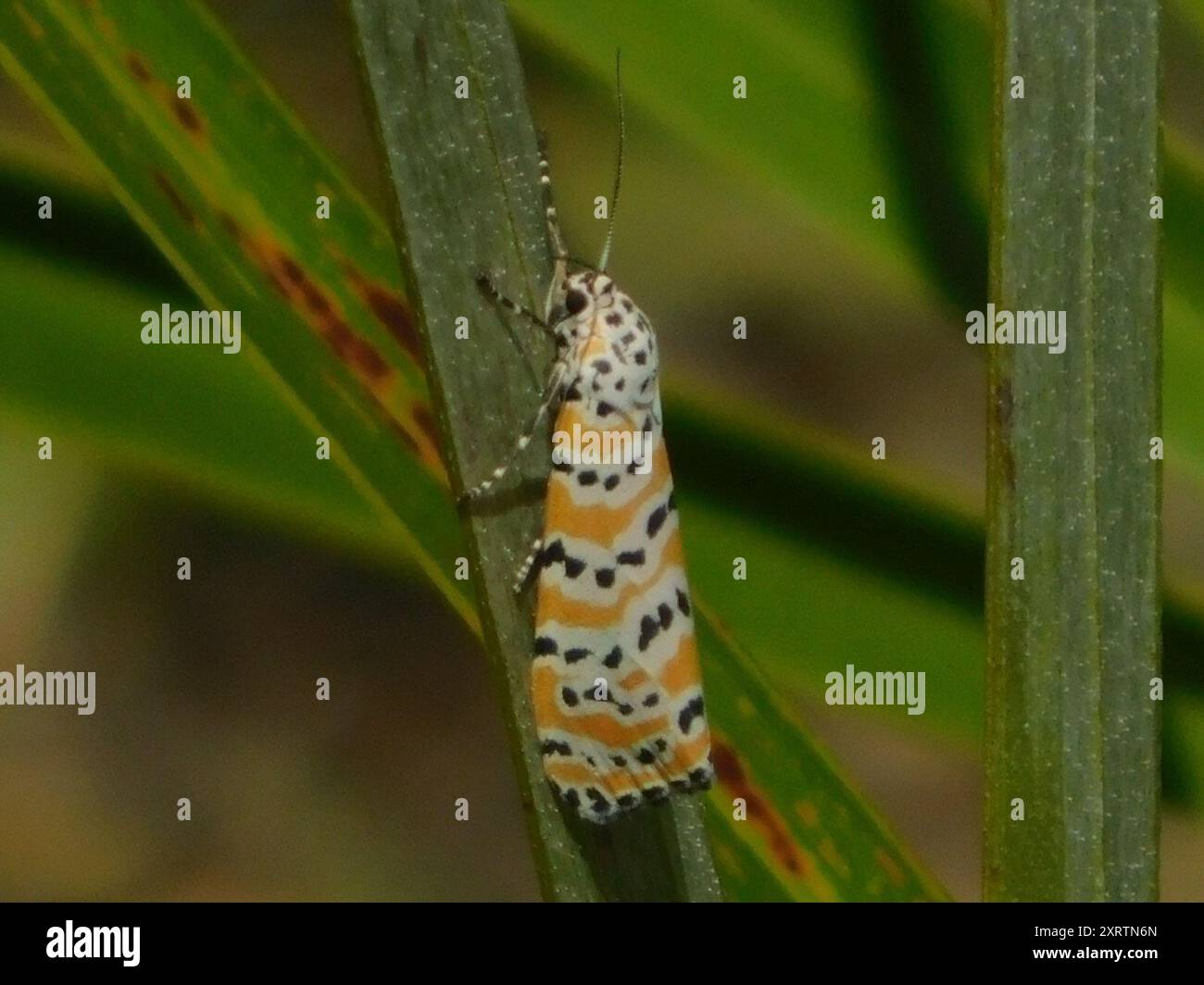 Ornate Bella Moth (Utetheisa ornatrix) Insecta Stock Photo - Alamy