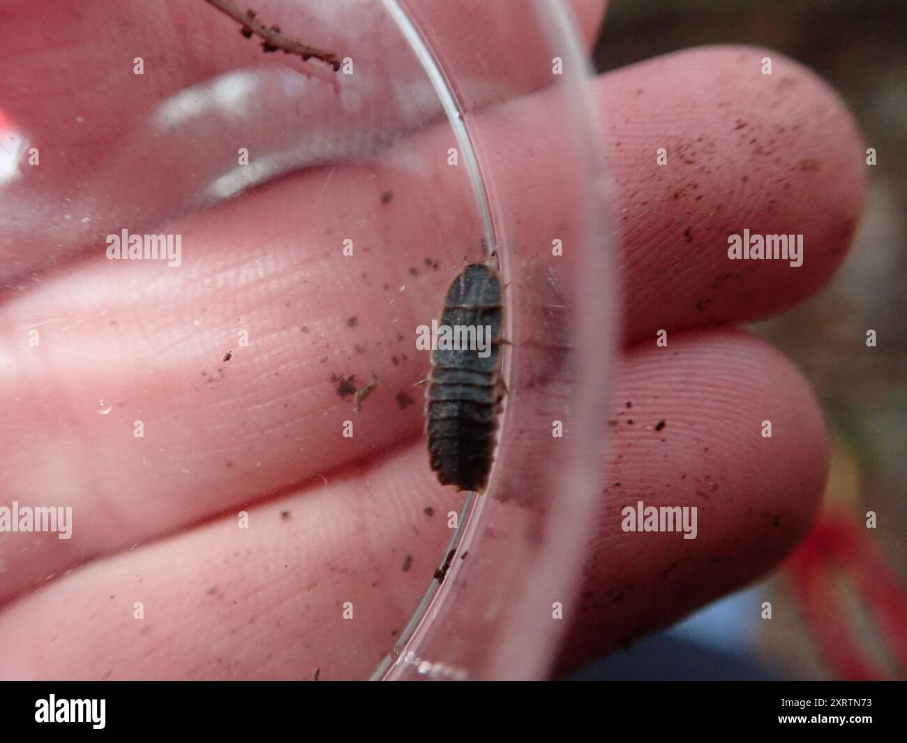 typical fireflies (Lampyrinae) Insecta Stock Photo - Alamy