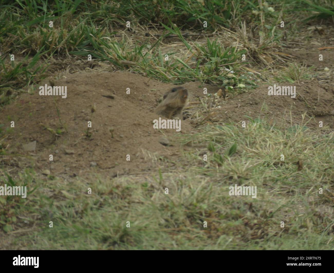 Tuco-tucos (Ctenomys) Mammalia Stock Photo - Alamy