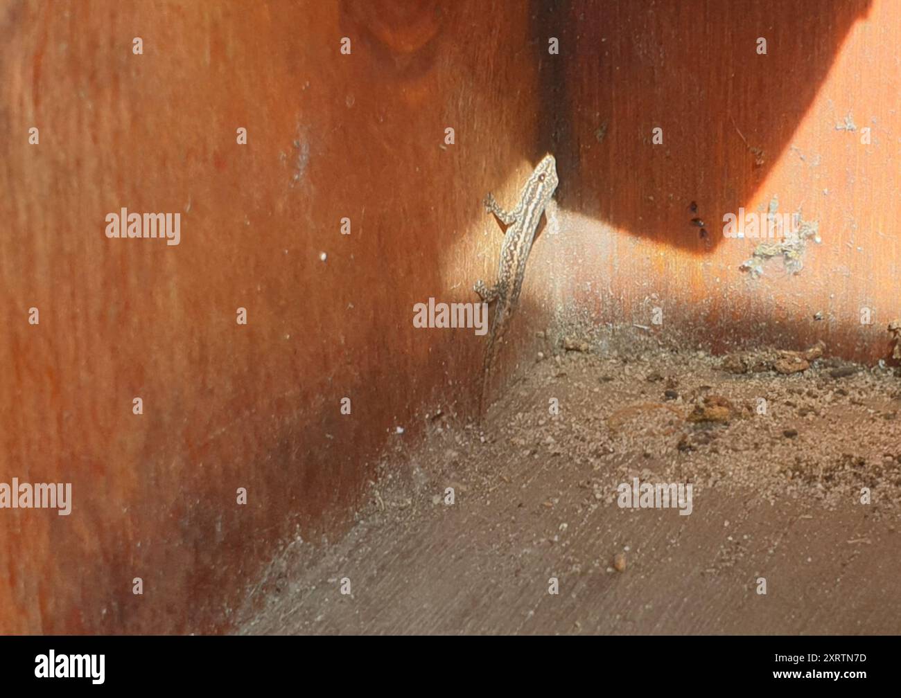 Common Dwarf Gecko (Lygodactylus capensis) Reptilia Stock Photo - Alamy