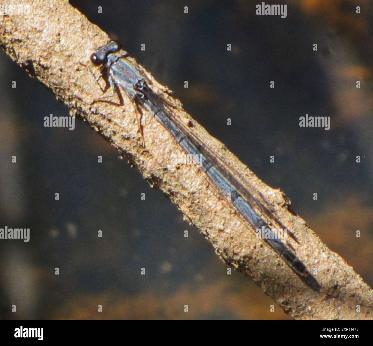 Fragile Forktail (Ischnura posita) Insecta Stock Photo - Alamy