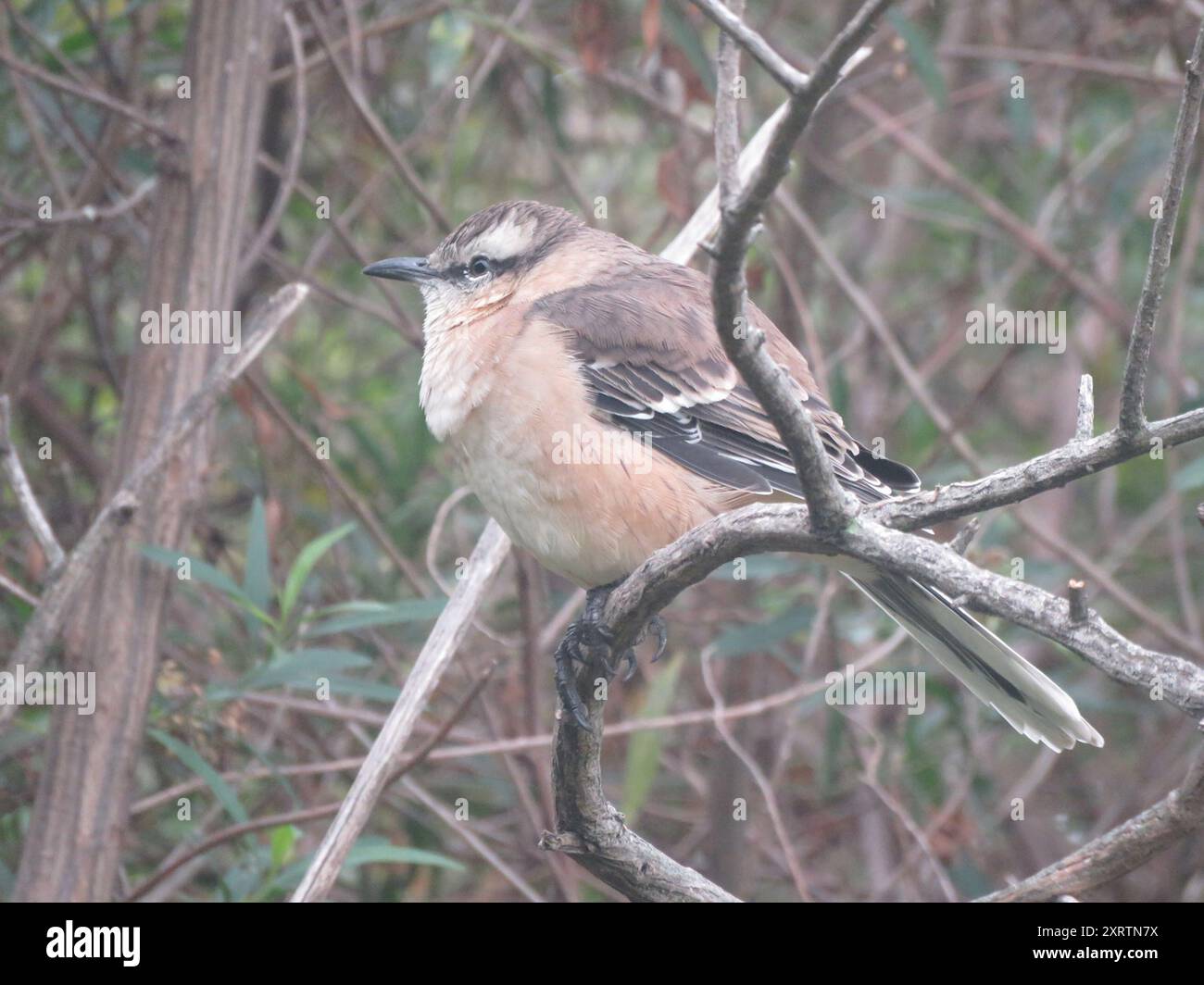 Chalk-browed Mockingbird (Mimus saturninus) Aves Stock Photo - Alamy