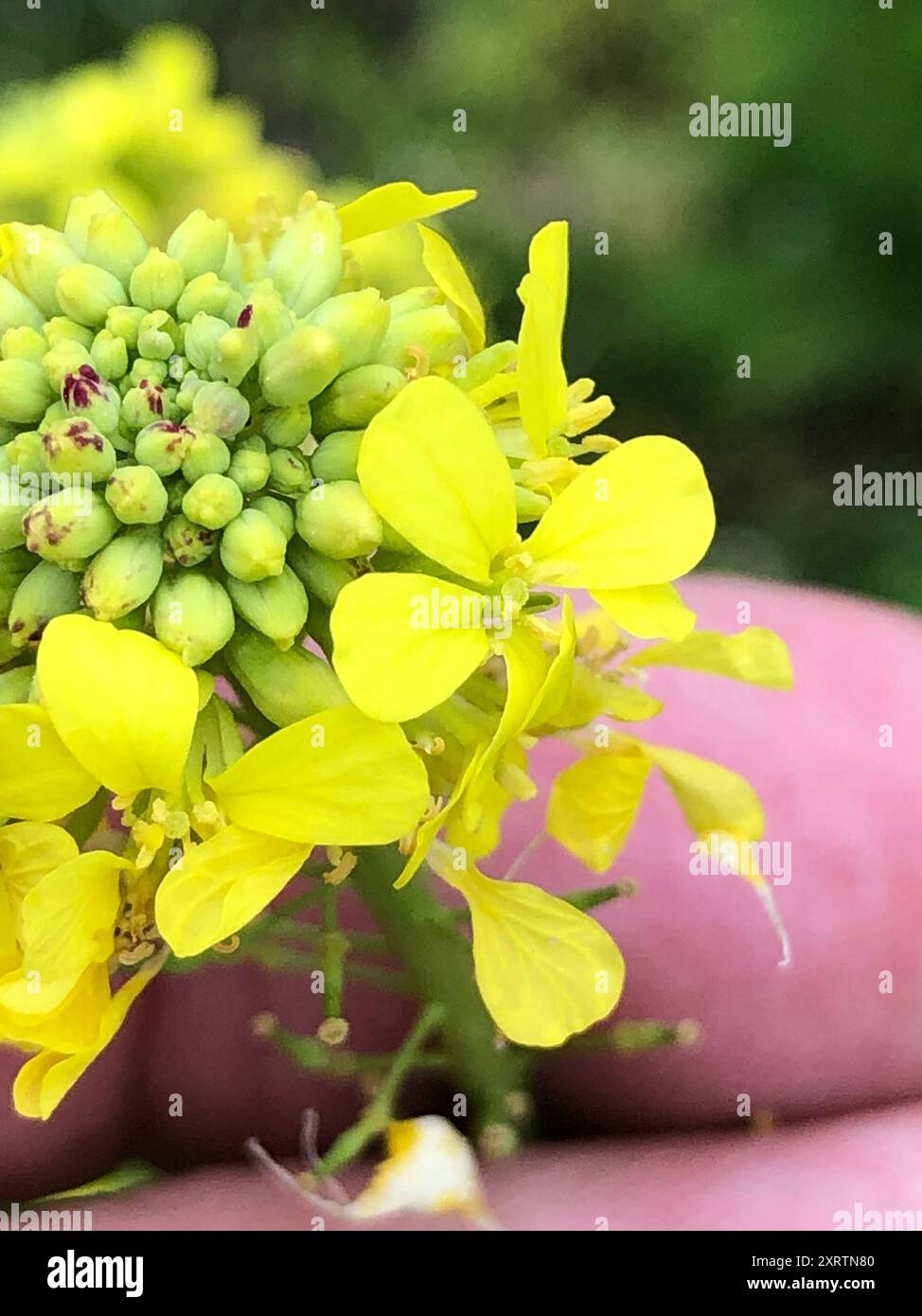 annual bastard cabbage (Rapistrum rugosum) Plantae Stock Photo - Alamy
