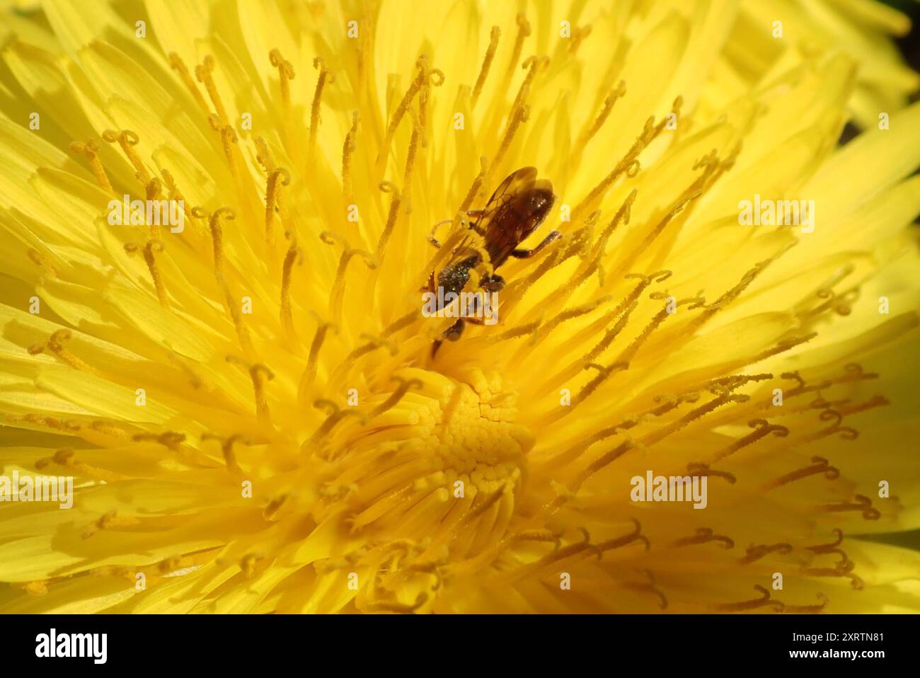 Nomad Bees (Nomada) Insecta Stock Photo - Alamy