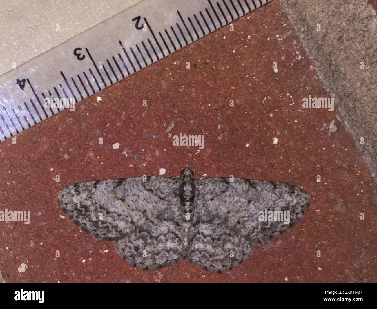 Porcelain Gray (Protoboarmia porcelaria) Insecta Stock Photo - Alamy
