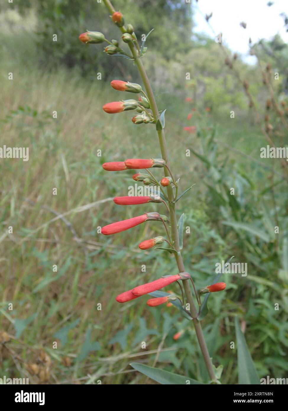scarlet bugler (Penstemon centranthifolius) Plantae Stock Photo - Alamy