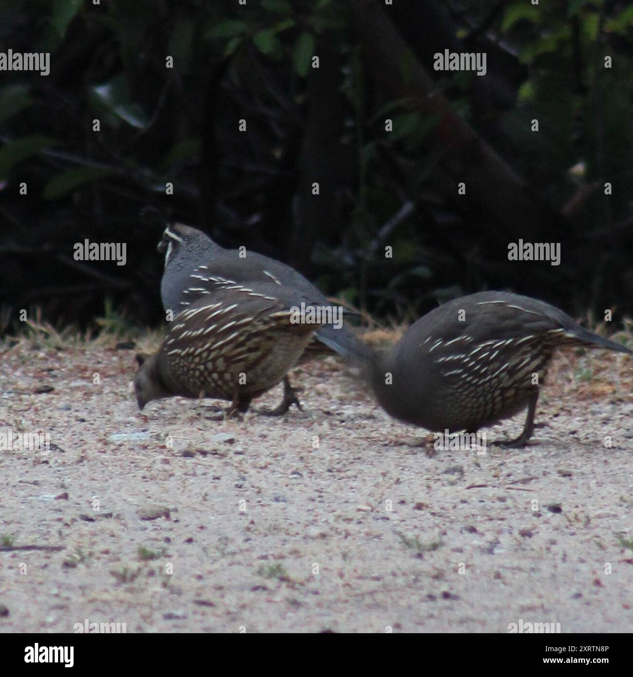 California Quail (Callipepla californica) Aves Stock Photo - Alamy