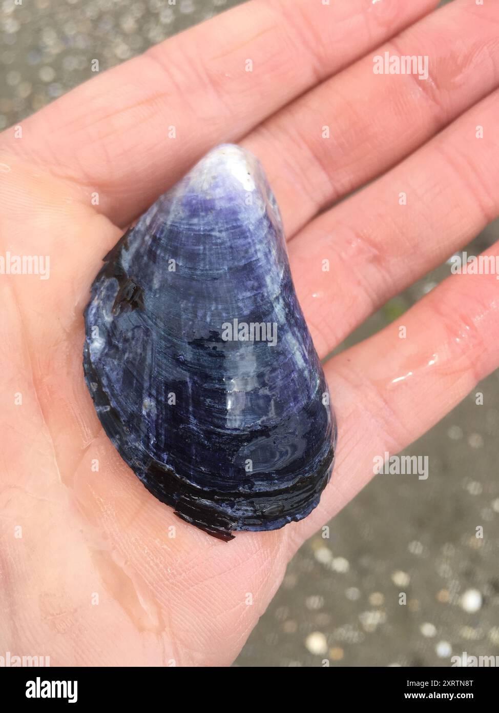 Blue Mussel (Mytilus edulis) Mollusca Stock Photo - Alamy