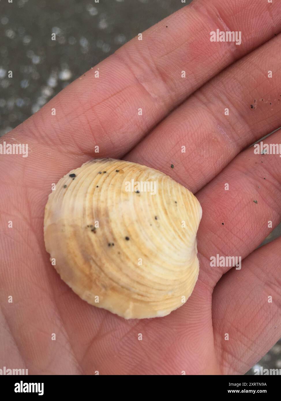 Northern Quahog (Mercenaria mercenaria) Mollusca Stock Photo - Alamy