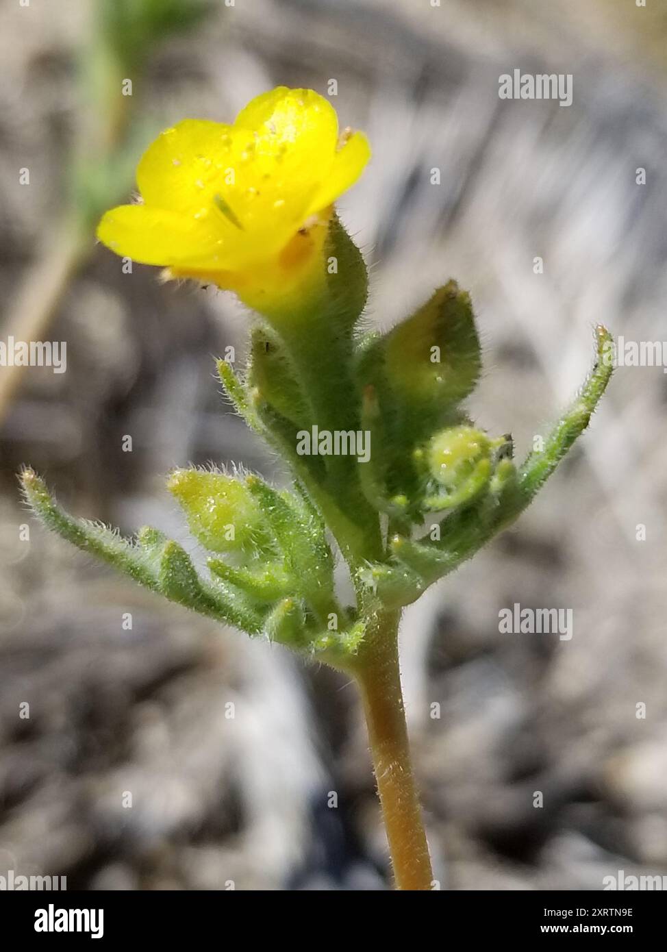 Whitestem Blazingstar (Mentzelia albicaulis) Plantae Stock Photo - Alamy