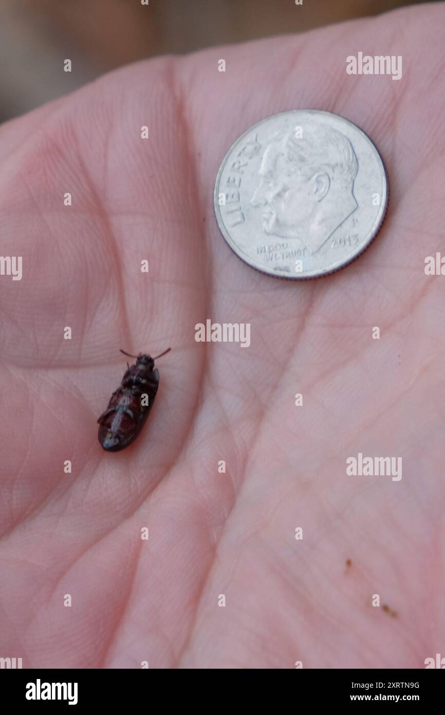 Water, Rove, Scarab, Long-horned, Leaf, and Snout Beetles (Polyphaga ...