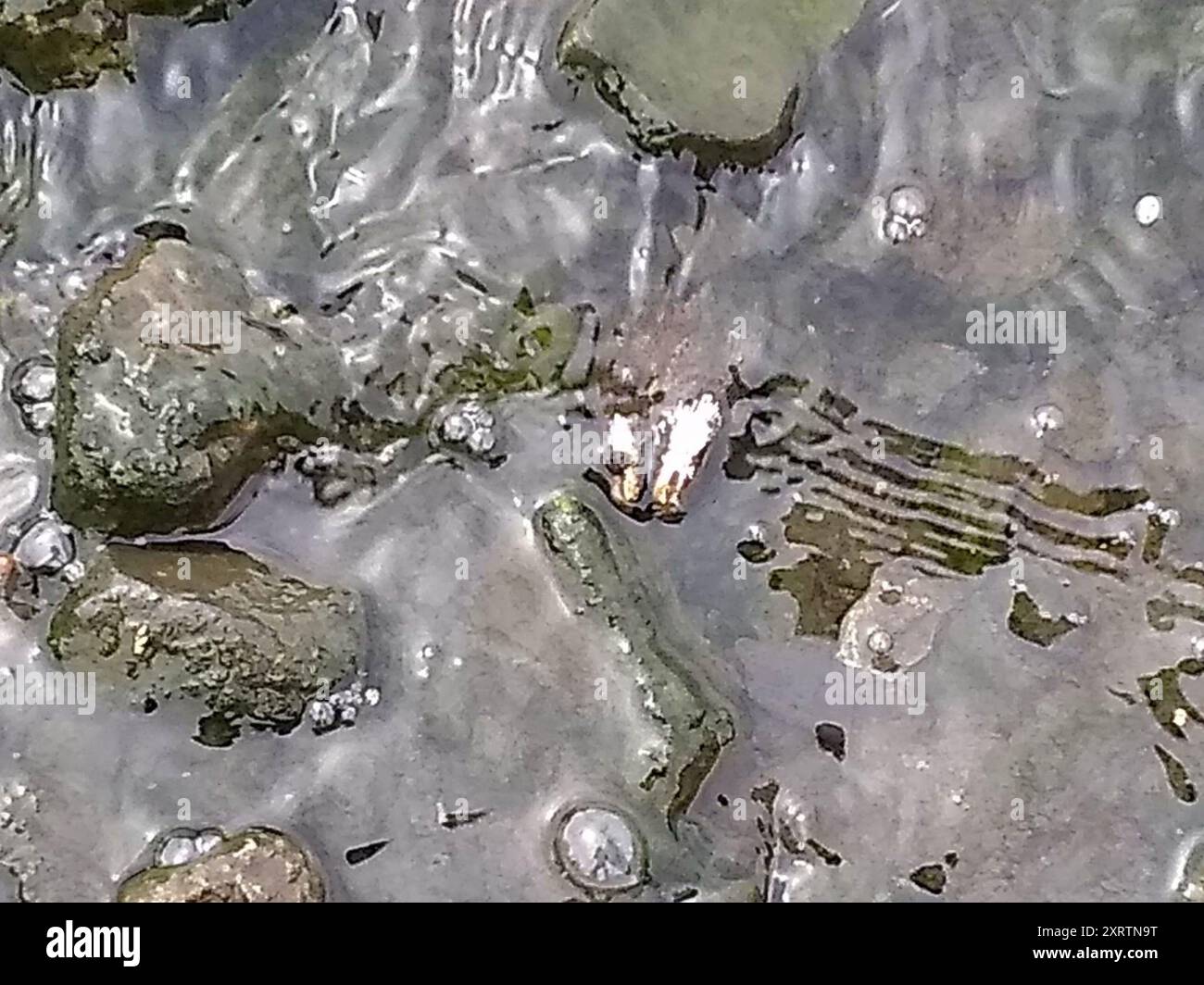 Atlantic Ribbed Mussel (Geukensia demissa) Mollusca Stock Photo - Alamy