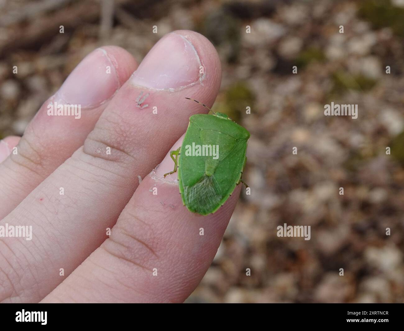 Green Stink Bug (Chinavia hilaris) Insecta Stock Photo - Alamy