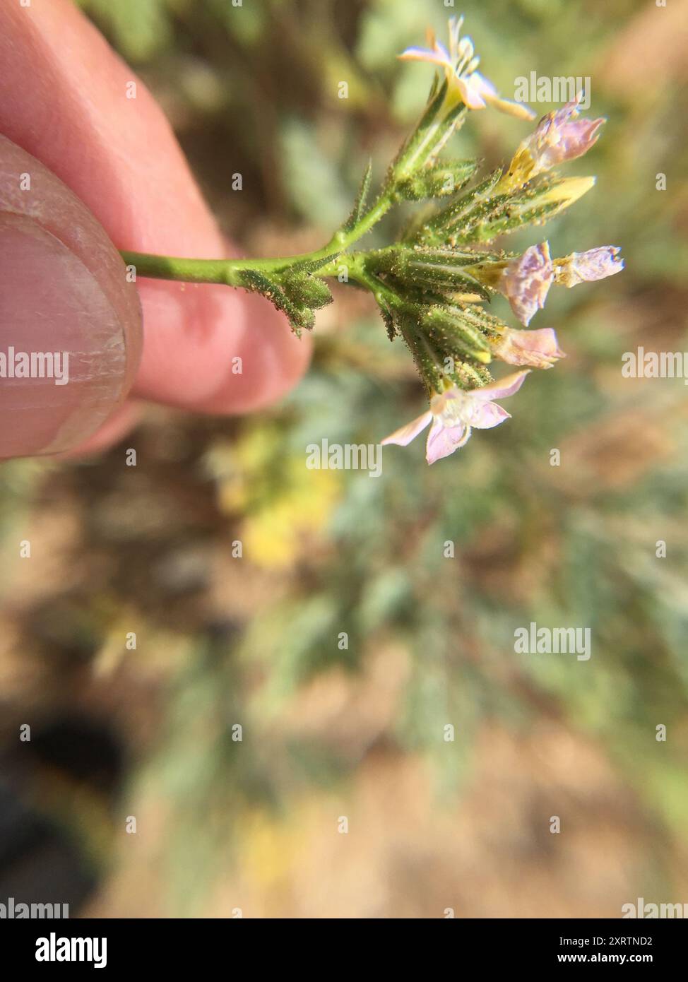coastal gilia (Gilia diegensis) Plantae Stock Photo - Alamy