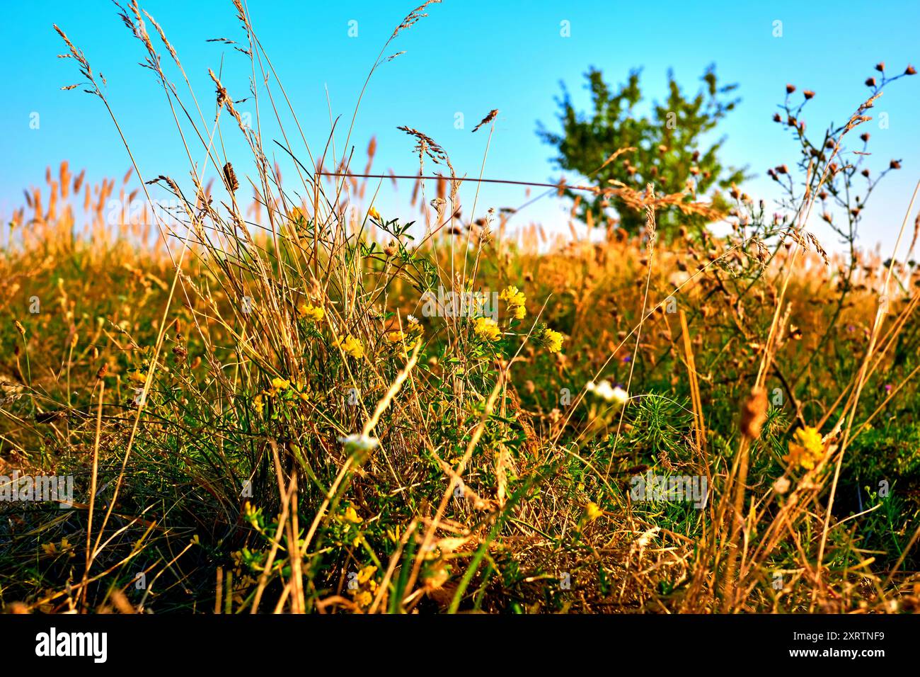 a plant of the daisy family with yellow flat topped flower heads and ...