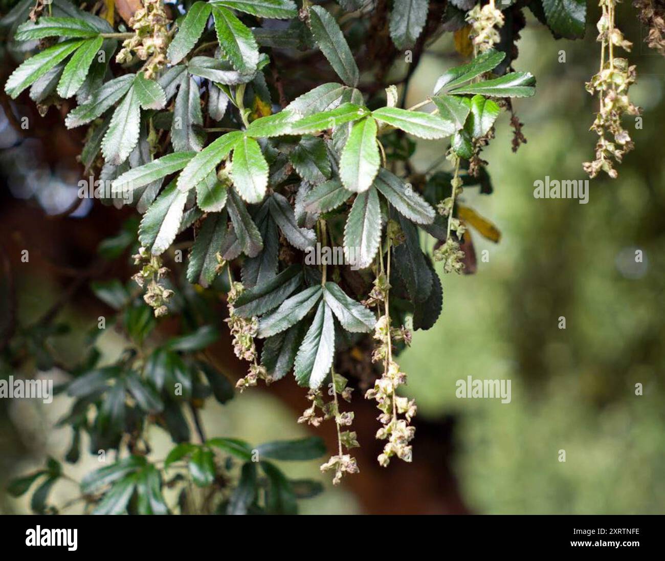 (Polylepis incana) Plantae Stock Photo - Alamy