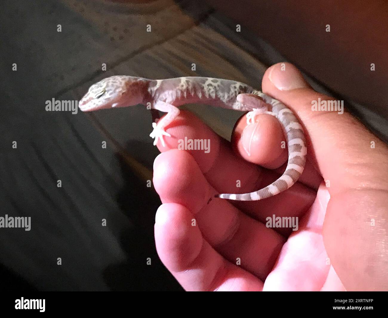 Western Banded Gecko (Coleonyx variegatus) Reptilia Stock Photo - Alamy