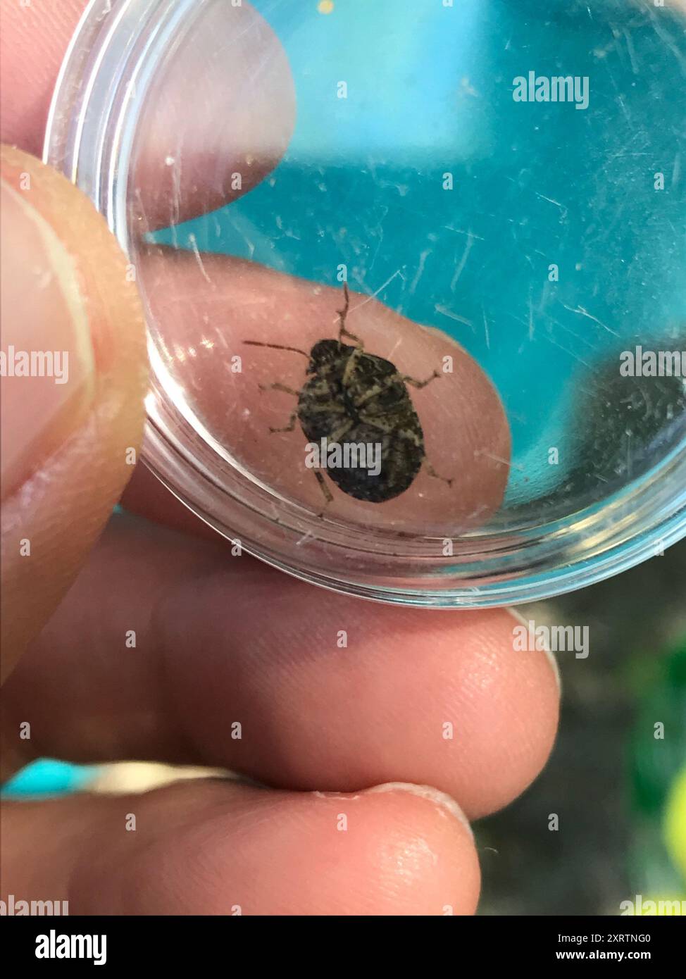 Stink Bugs, Shield Bugs, and Allies (Pentatomoidea) Insecta Stock Photo ...