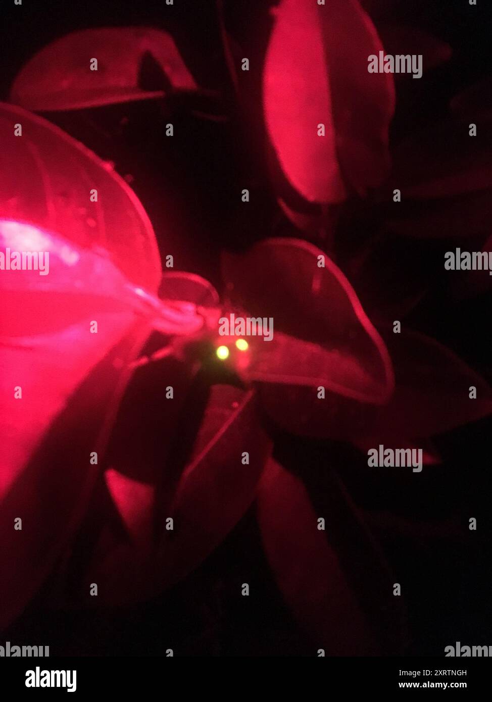 Headlight Beetles (Pyrophorini) Insecta Stock Photo - Alamy