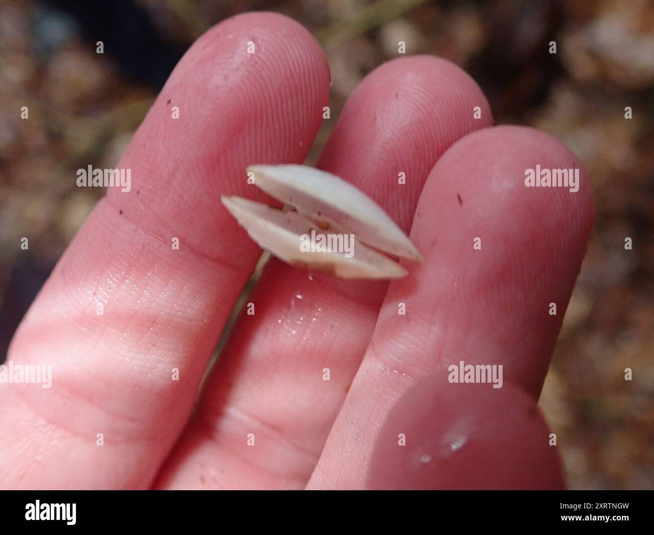 Trough Shells (Mactridae) Mollusca Stock Photo - Alamy