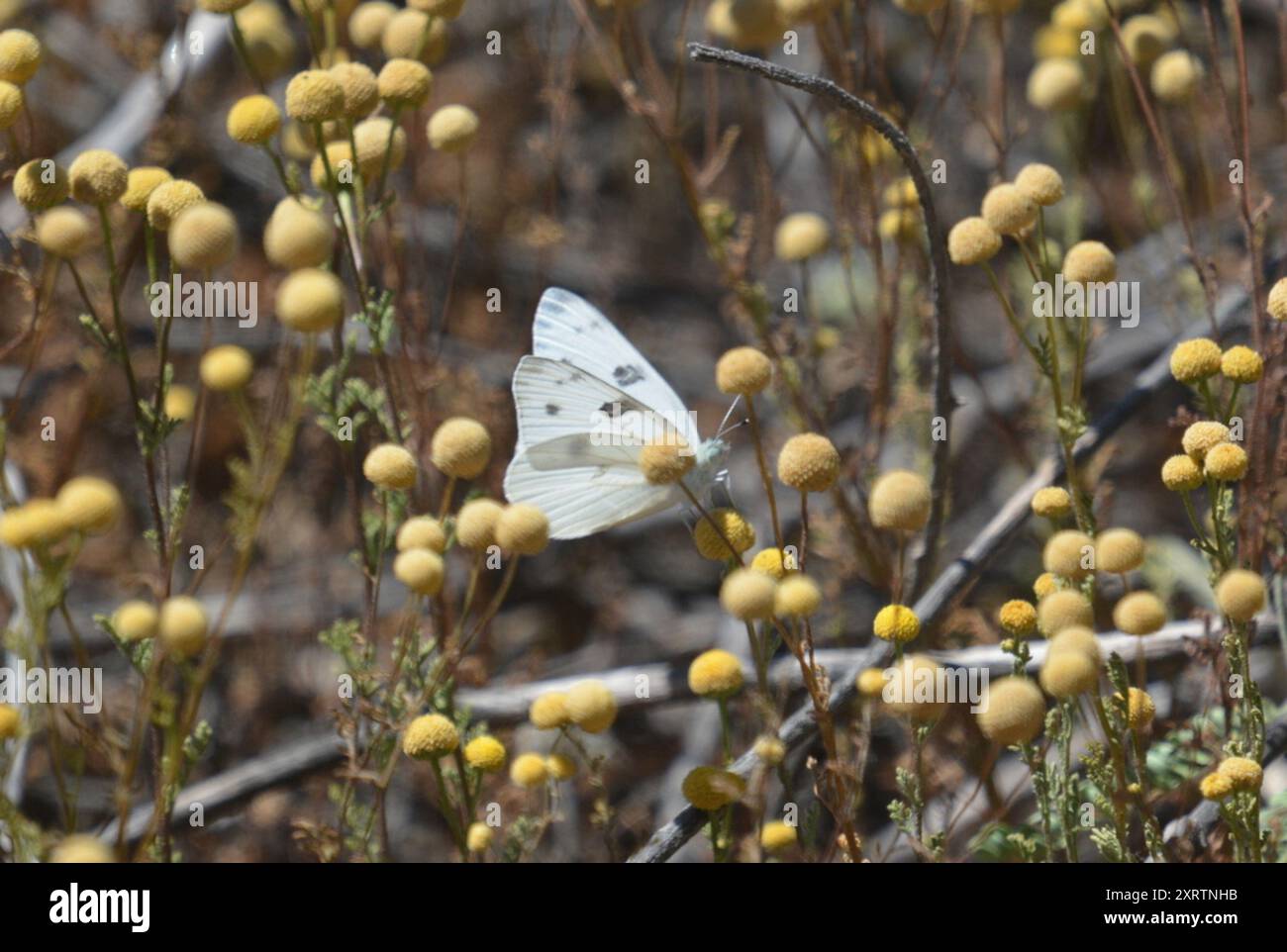 Checkered White (Pontia protodice) Insecta Stock Photo - Alamy