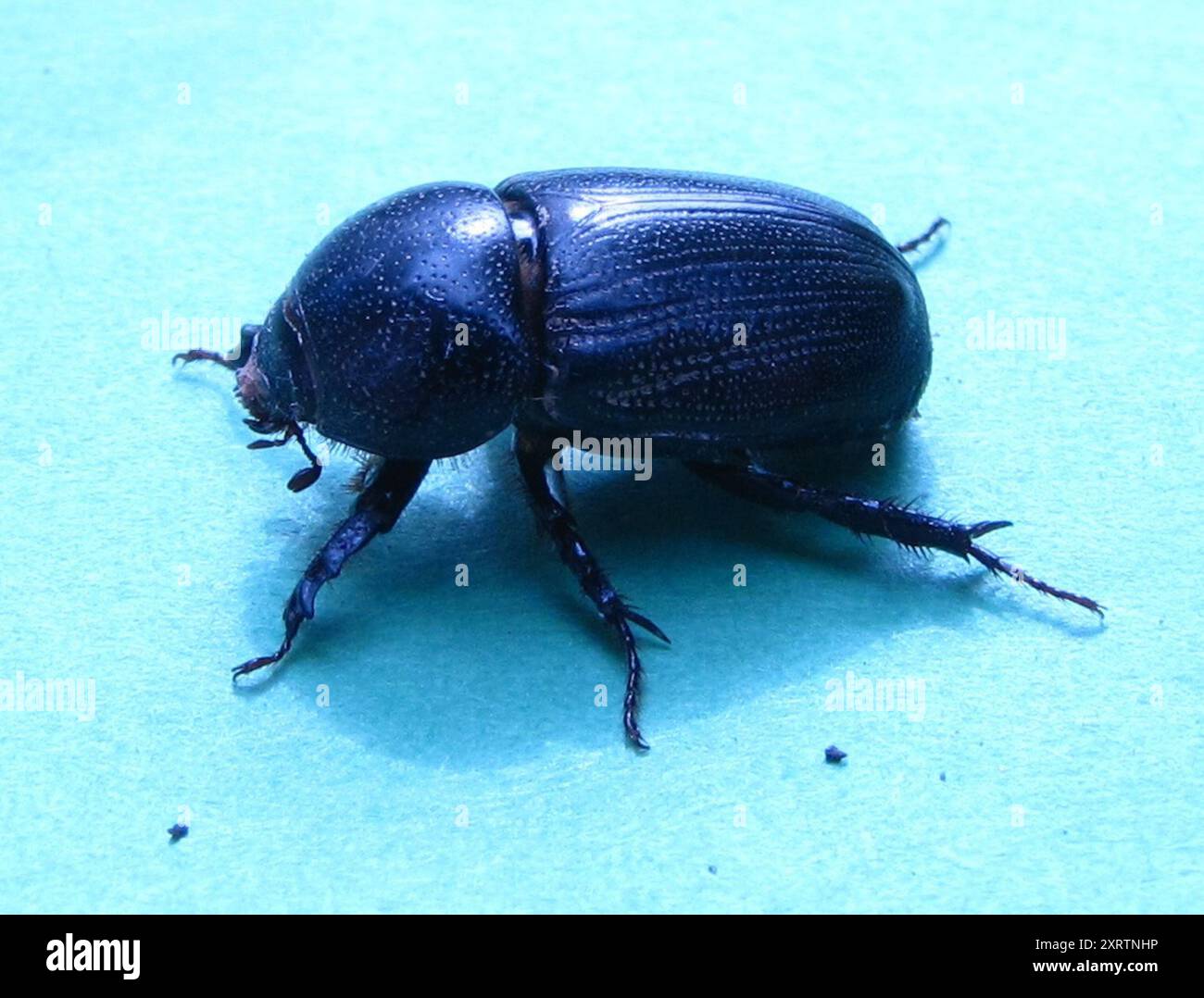 Sugarcane Beetle (Euetheola humilis) Insecta Stock Photo - Alamy