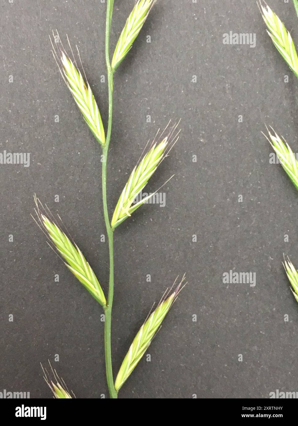 monocots (Liliopsida) Plantae Stock Photo - Alamy