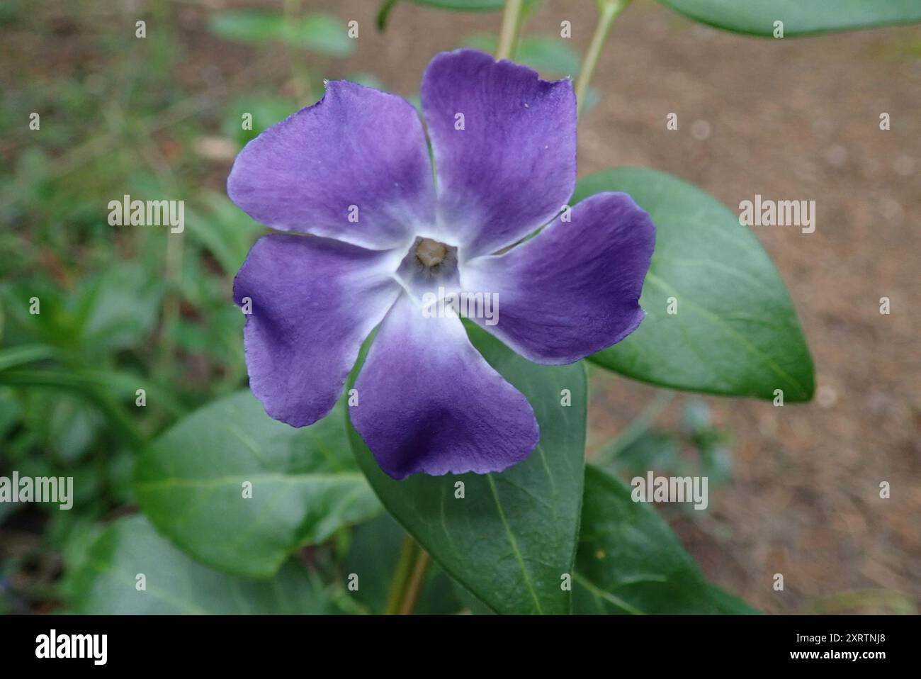 greater periwinkle (Vinca major) Plantae Stock Photo - Alamy