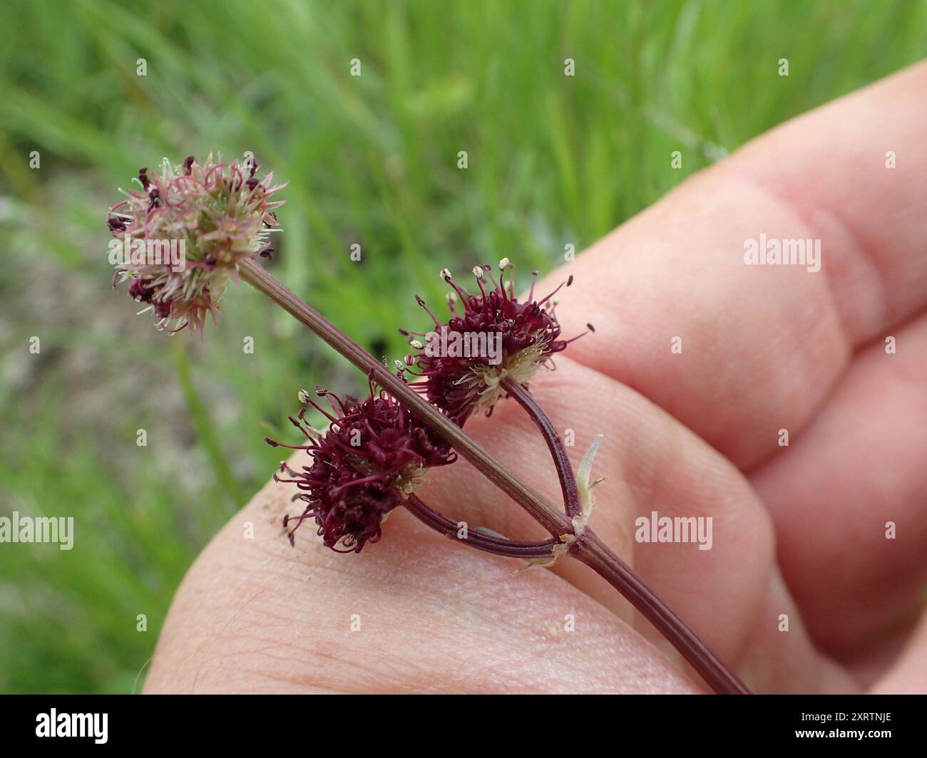 Purple Sanicle (Sanicula bipinnatifida) Plantae Stock Photo - Alamy