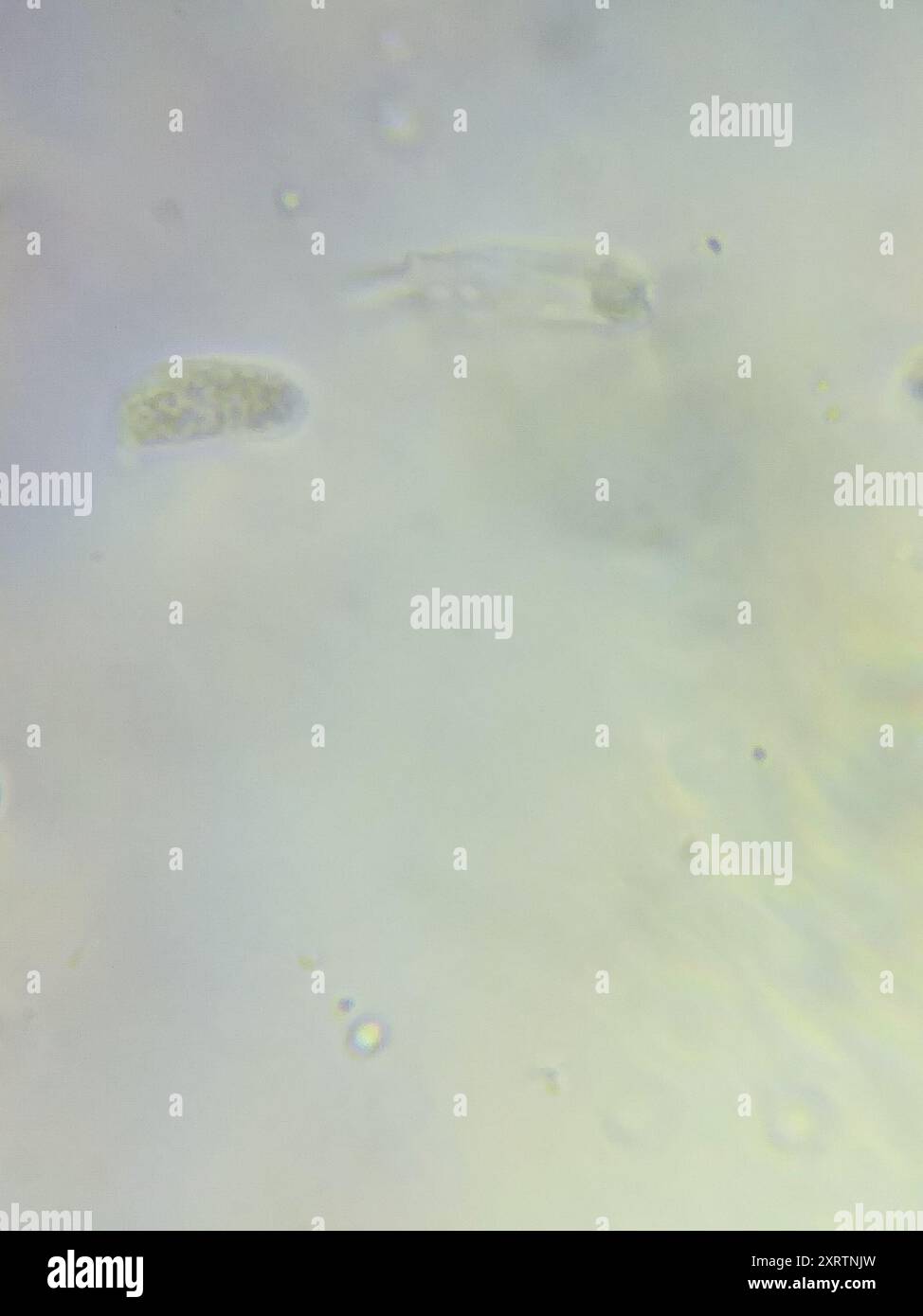 (Guepiniopsis buccina) Fungi Stock Photo - Alamy