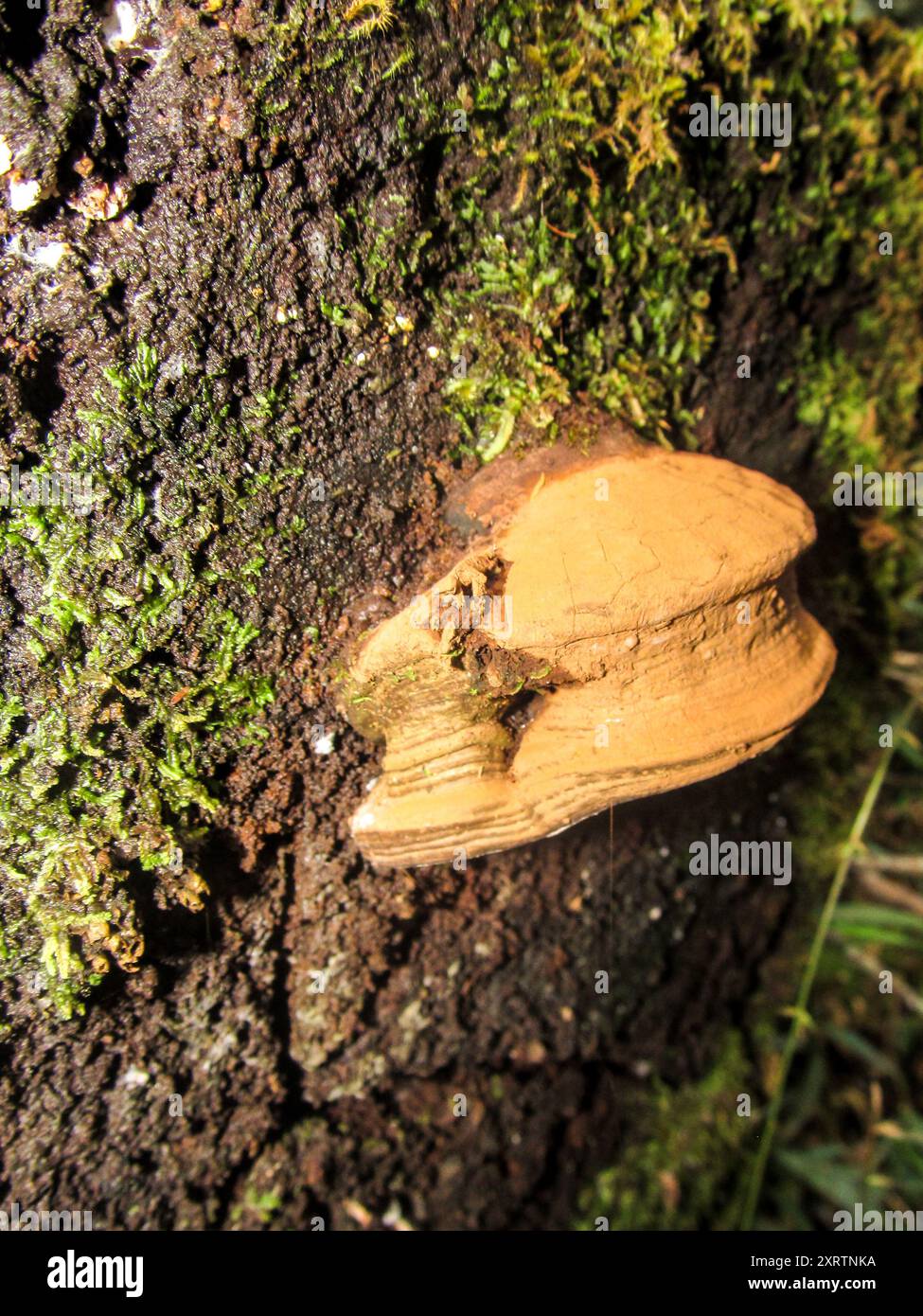 The small chalk-like Orange fruit body of a golden bracket fungus ...