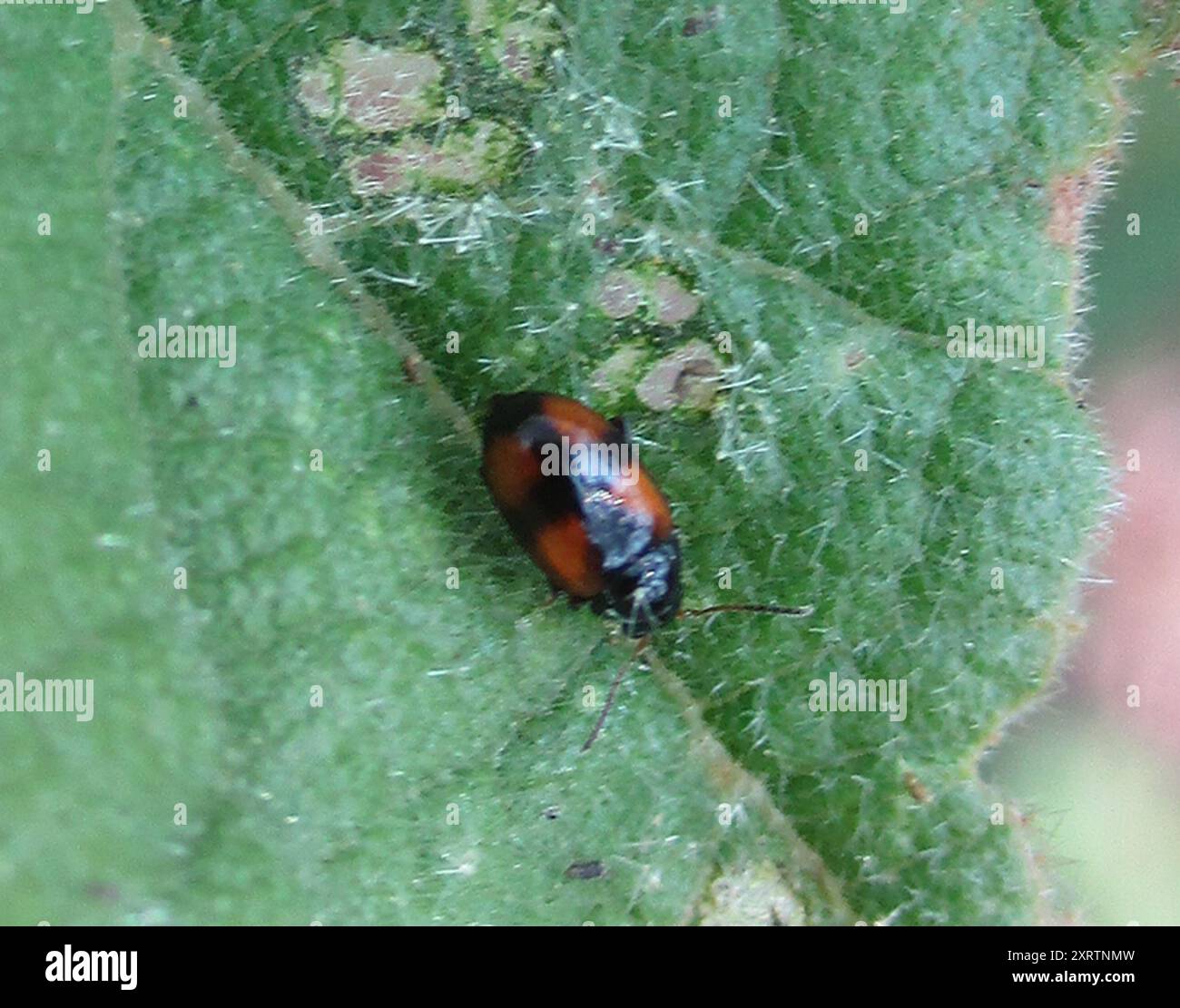 Flea Beetles (Alticini) Insecta Stock Photo - Alamy