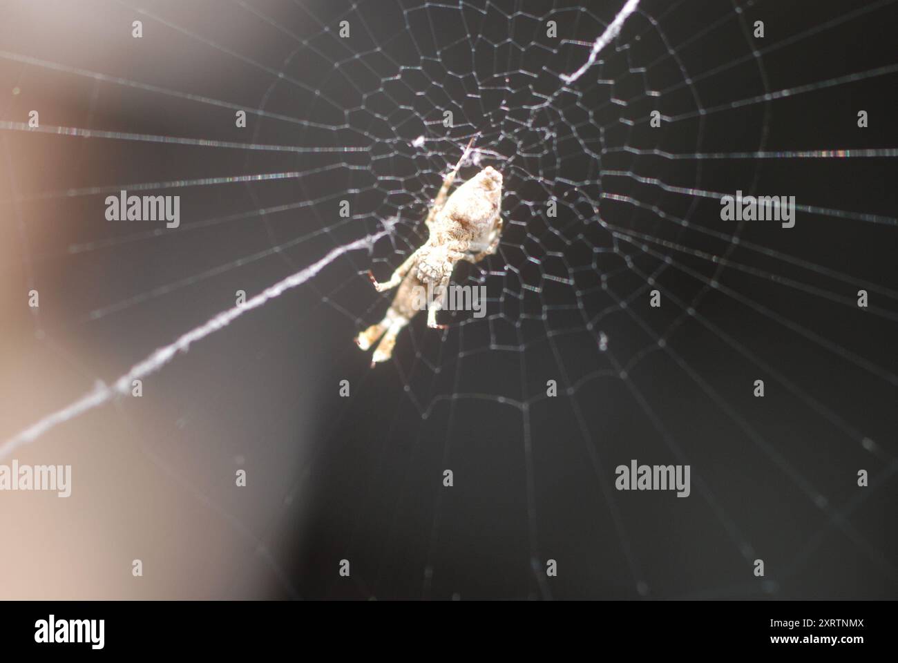 Feather-legged Lace Weaver (Uloborus plumipes) Arachnida Stock Photo ...