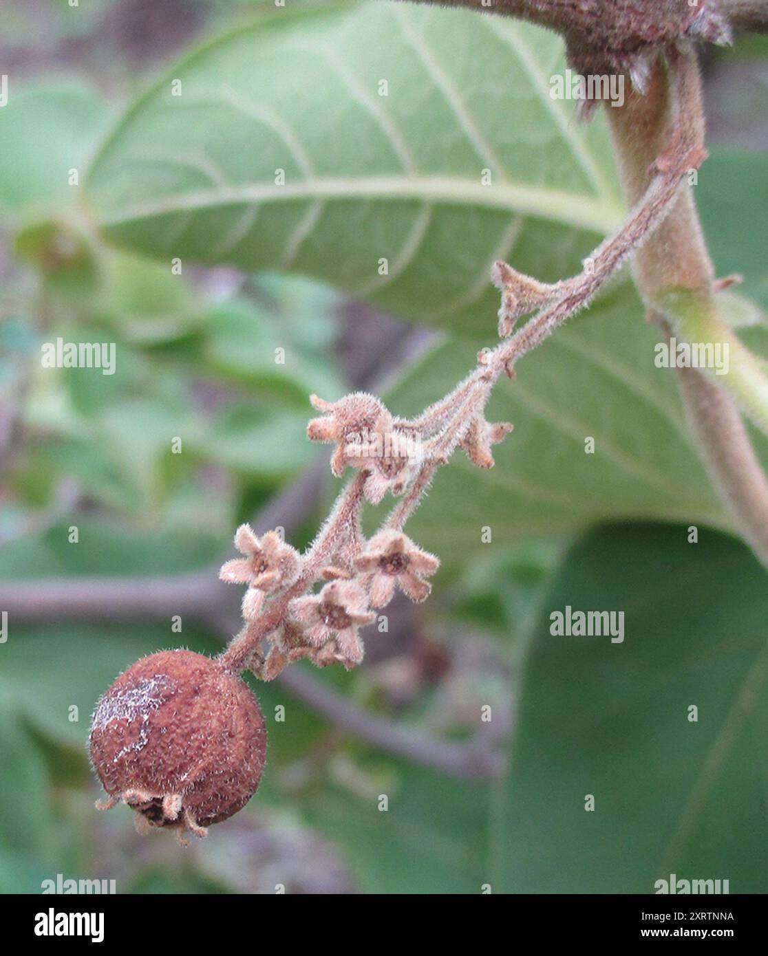 wild-medlar (Vangueria infausta) Plantae Stock Photo - Alamy