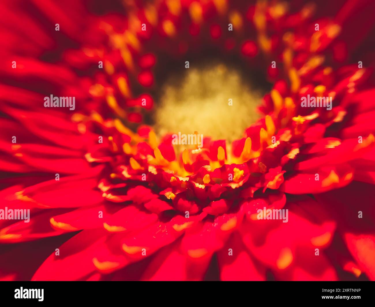 A close up of a red flower with yellow spots. The flower is in full ...