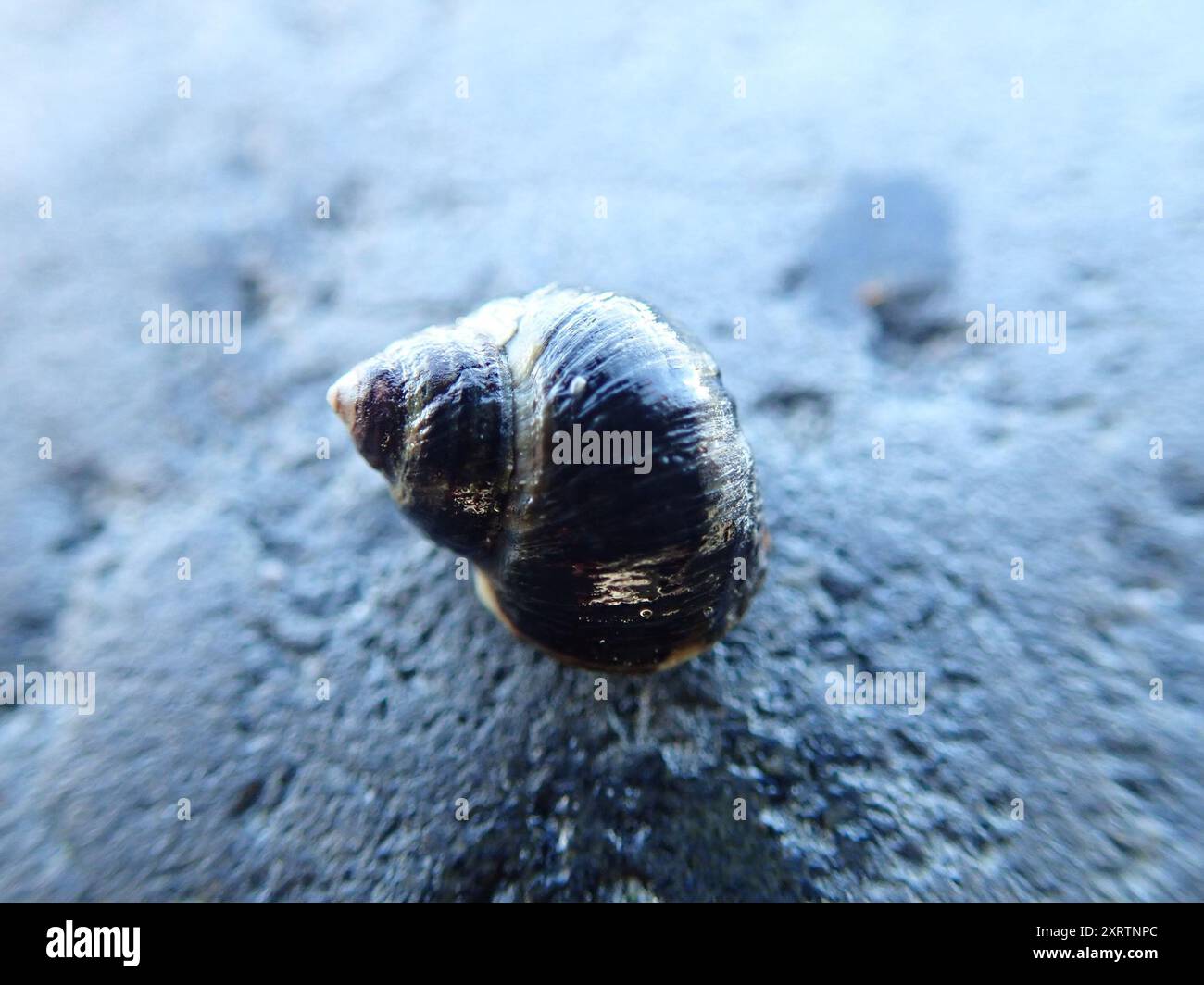 Sitka Periwinkle (Littorina sitkana) Mollusca Stock Photo - Alamy