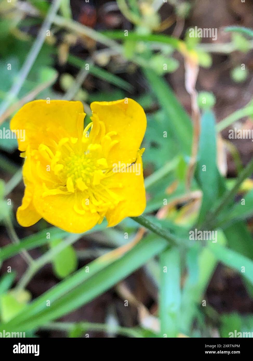 Goldilocks Buttercup (Ranunculus auricomus) Plantae Stock Photo - Alamy