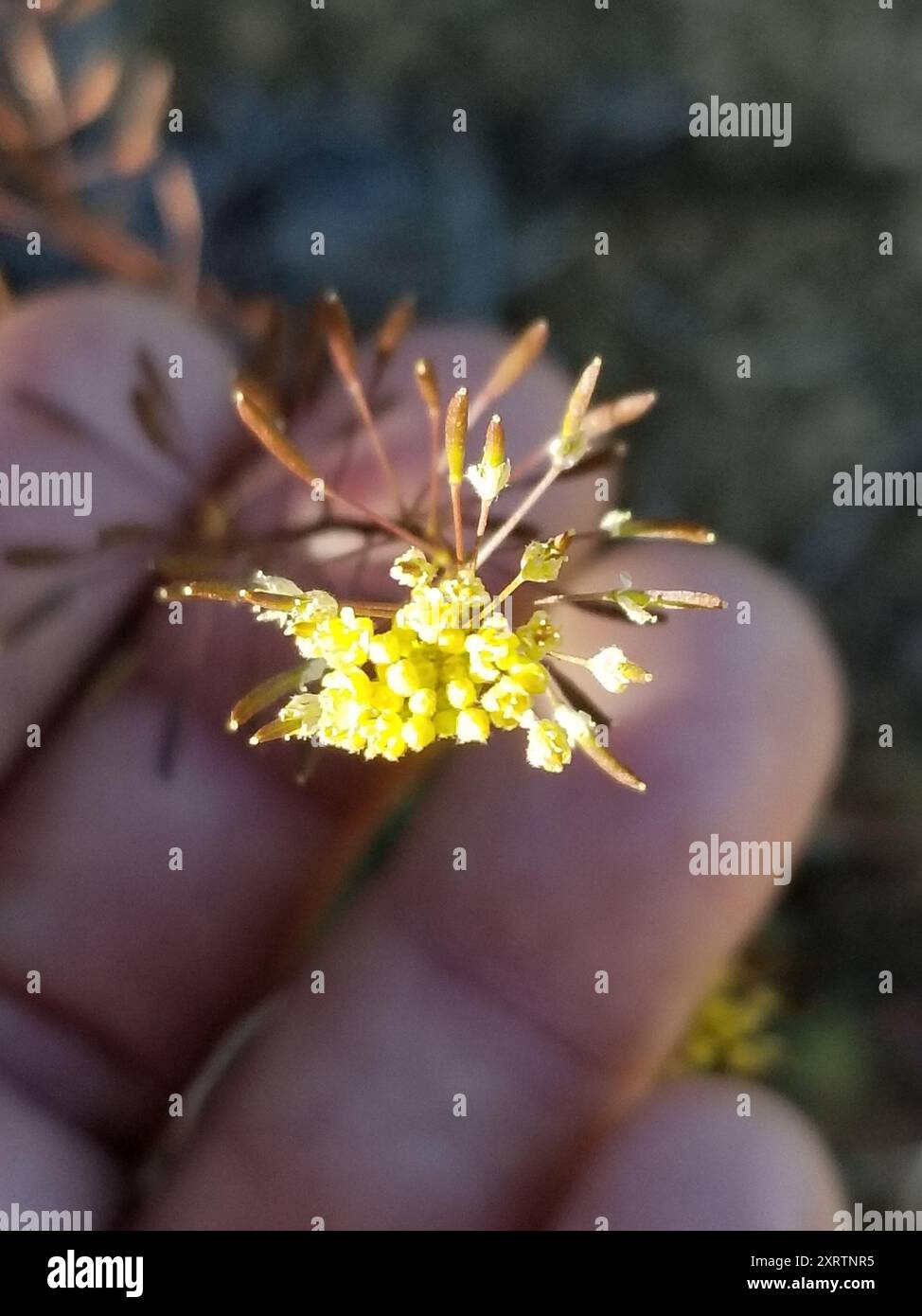 Western Tansymustard (Descurainia pinnata) Plantae Stock Photo - Alamy