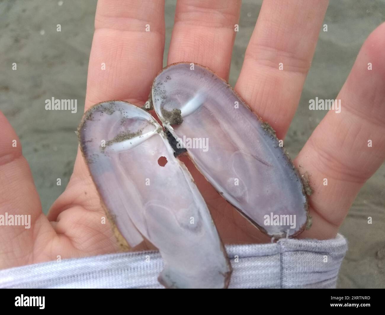 Atlantic Razor (Siliqua costata) Mollusca Stock Photo - Alamy